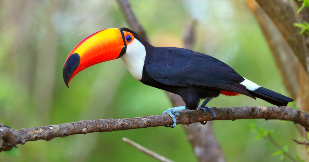 Parco Nazionale della Chapada dos Veadeiros - Discover Brasil